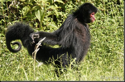 Kila Faune: Singe Araignée ou Kwata ou atèle